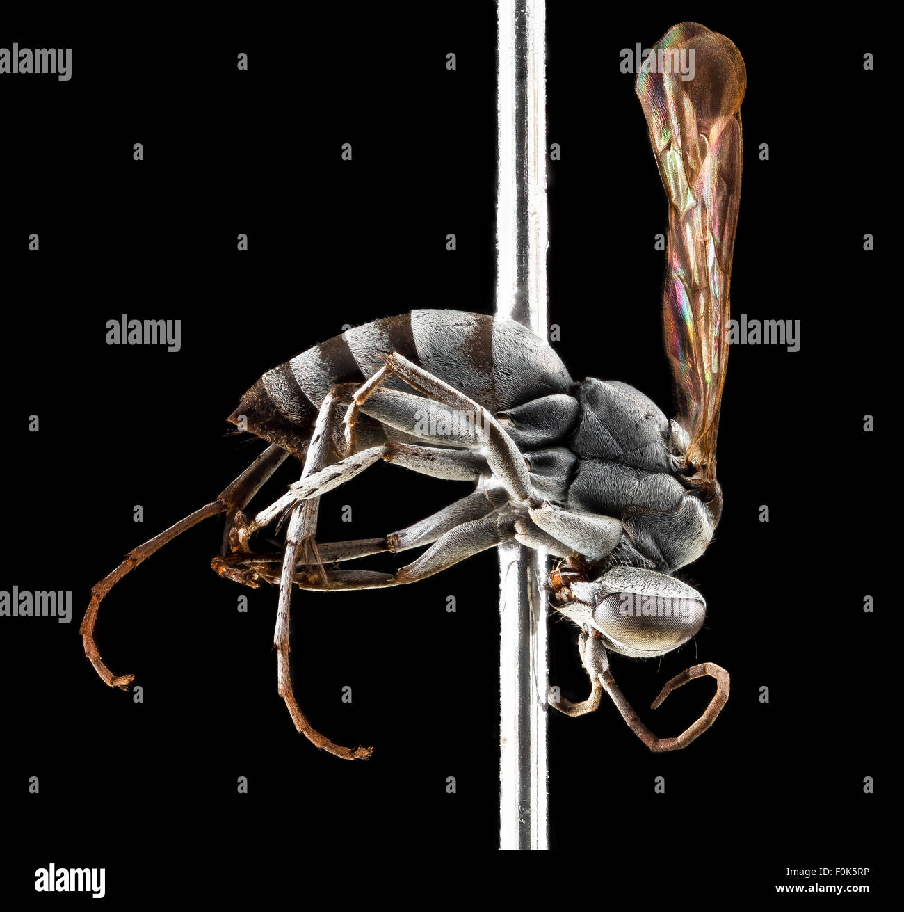 A close-up of a Pompilidae spider wasp, photographed in Maryland. These ...