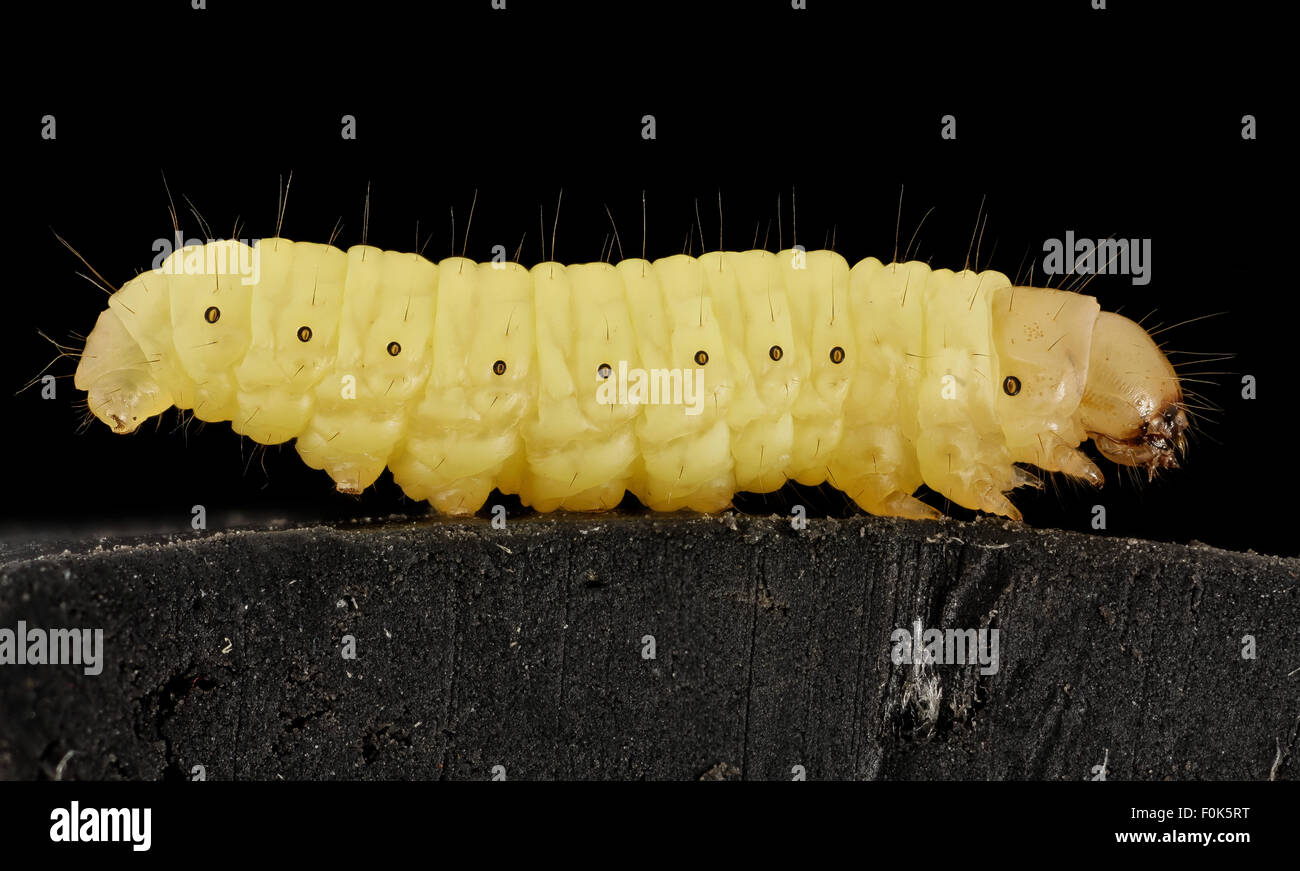 Wax worm hi-res stock photography and images - Alamy