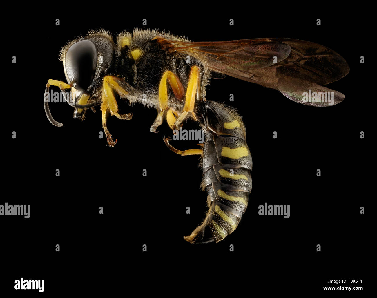 This image shows a side view of a wasp from Maryland, identified as ...