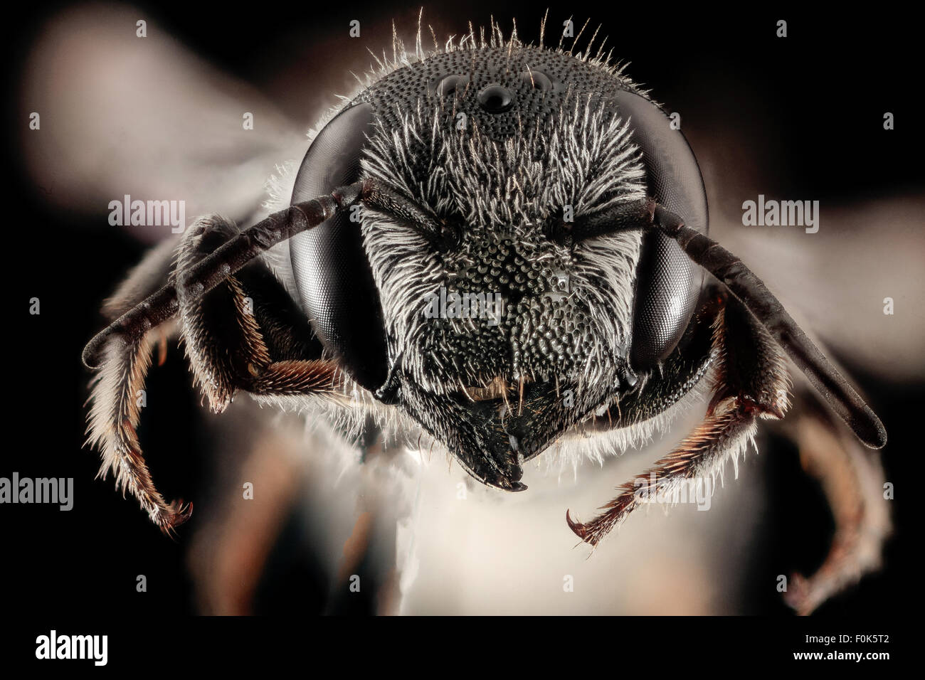 This photograph features a female *Megachile exilis*, a leaf-cutter bee ...