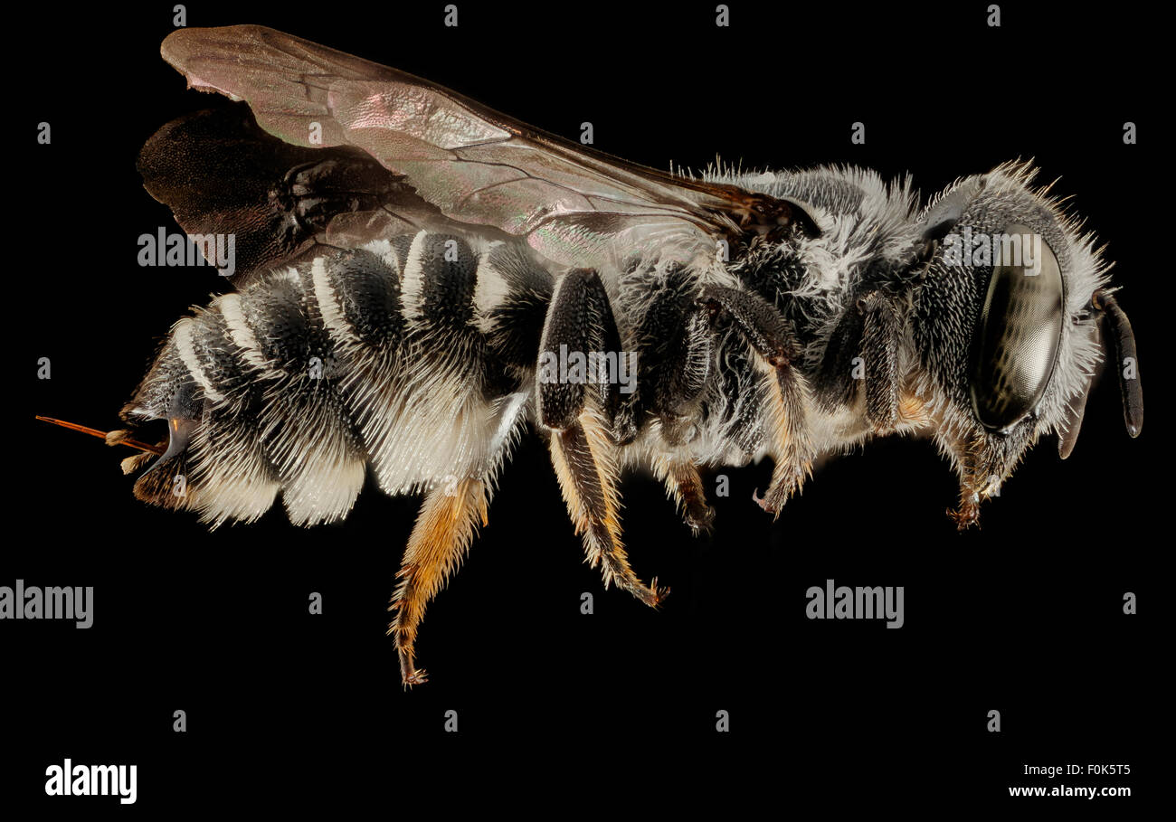 A detailed macro photograph of a female Megachile exilis bee taken in ...
