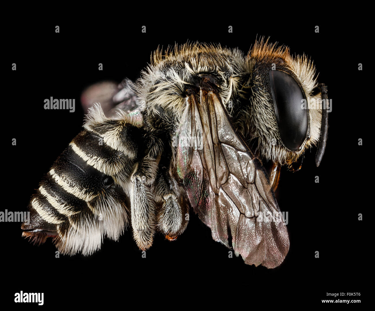 This image features a side view of a female Megachile brevis, a species ...