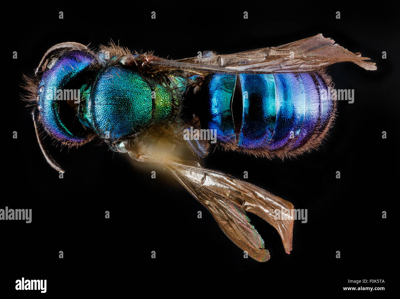 The female Hoplitis fulgida bee was photographed in the Rocky Mountains ...