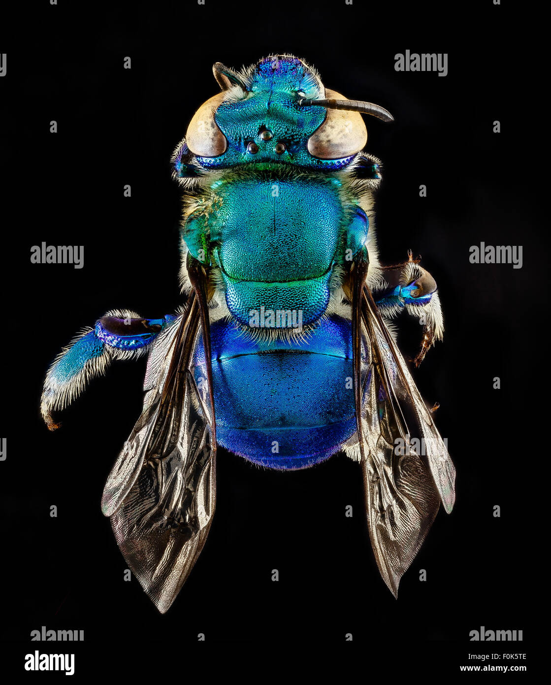 The male Euglossa dilemma, a metallic orchid bee, is photographed in ...