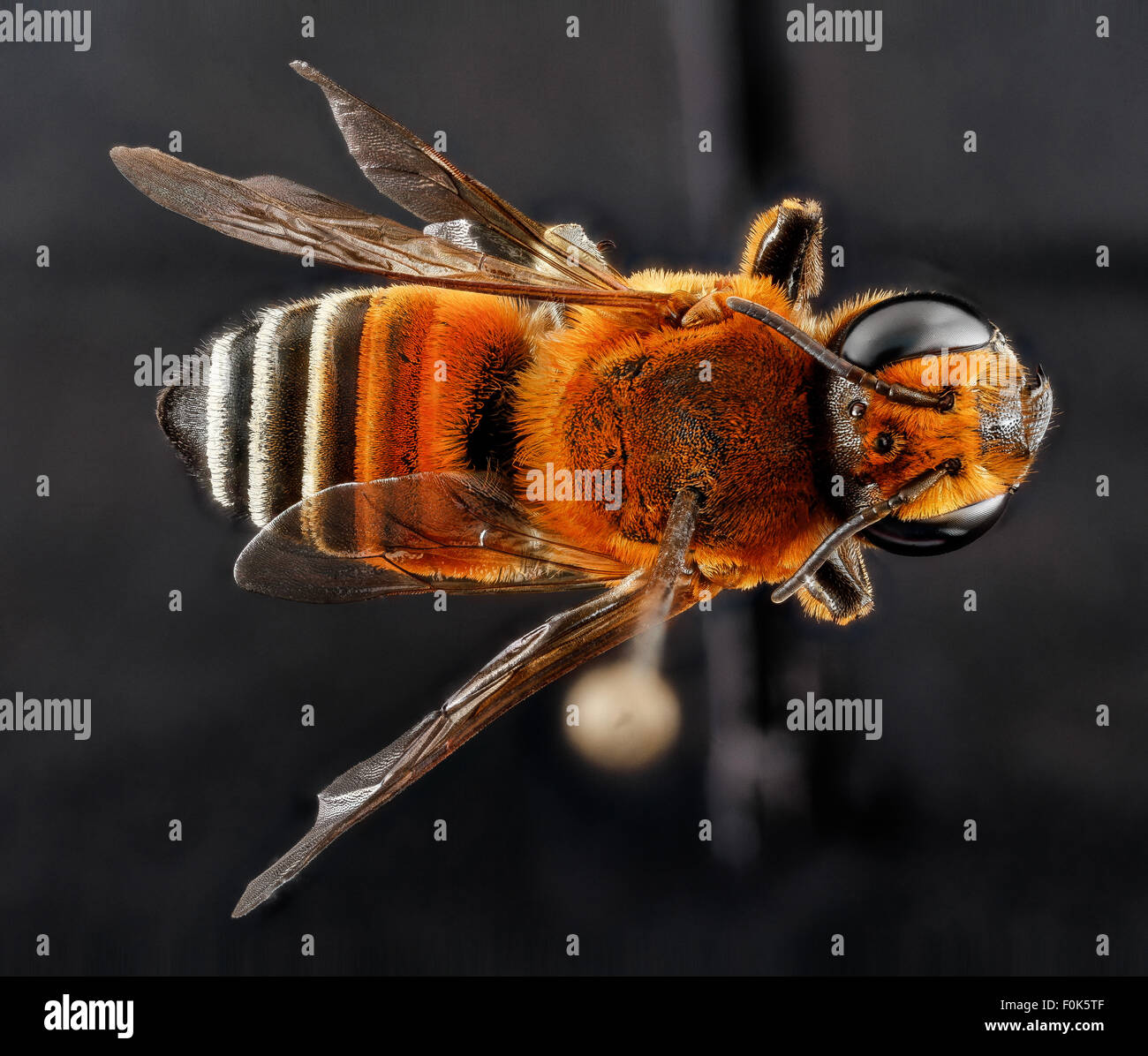 Megachile lanata hi-res stock photography and images - Alamy
