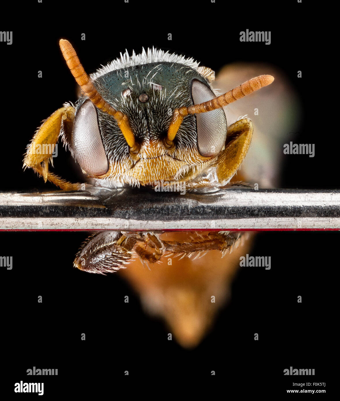 This photograph shows a male Macrotera latior bee from Apache County, Arizona. It is a species ...