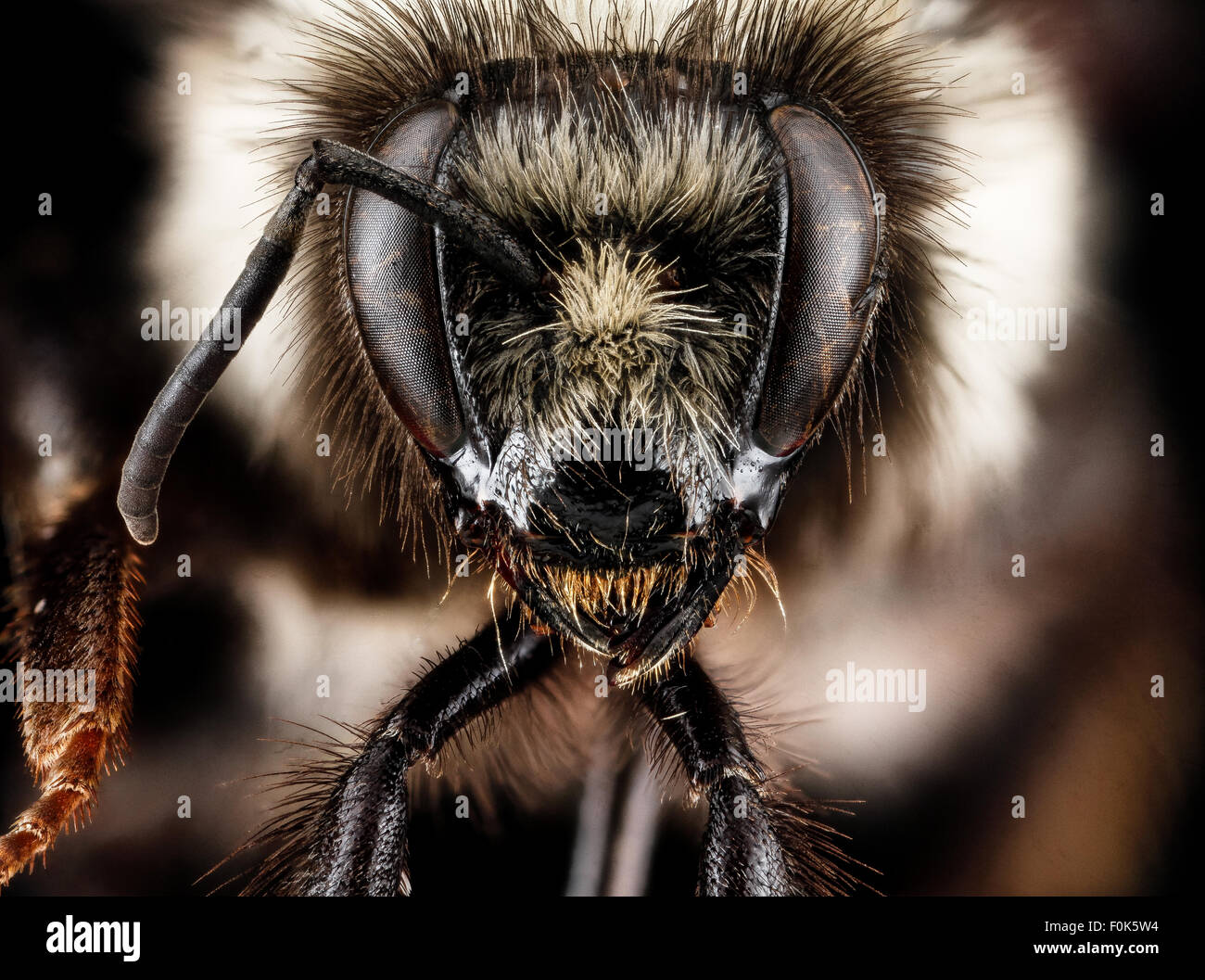 Bombus bifarius, a species of bumblebee, is shown in detail on its face ...