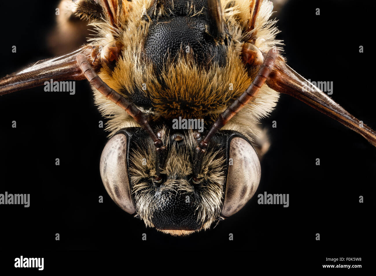 Melissodes communis hi-res stock photography and images - Alamy