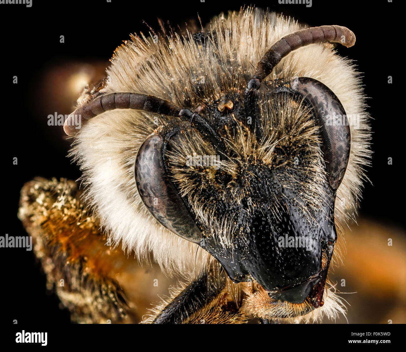 A female Colletes validus bee photographed in Prince George's County ...