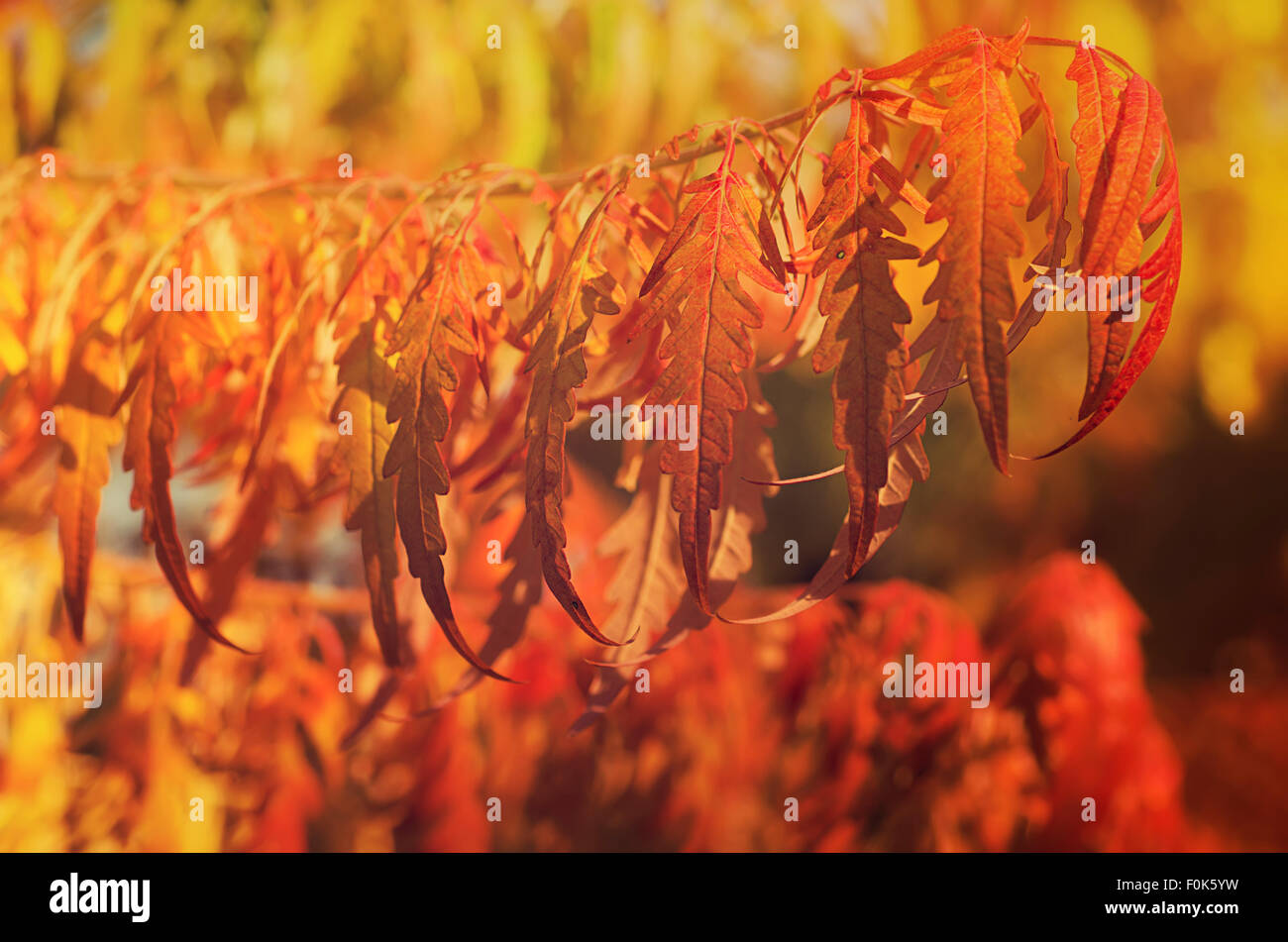 Autumn tree branch Stock Photo - Alamy