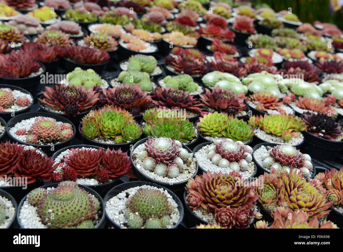 Sempervivum flowering plants in the Crassulaceae family known as ...