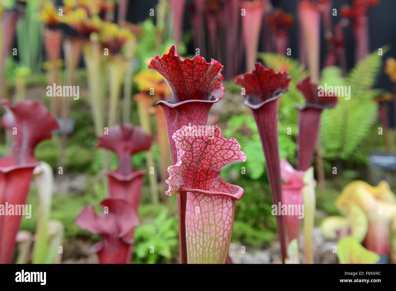 Sarracenia x Juthatip Soper carnivorous plant flytrap fly trap carnivore Stock Photo - Alamy