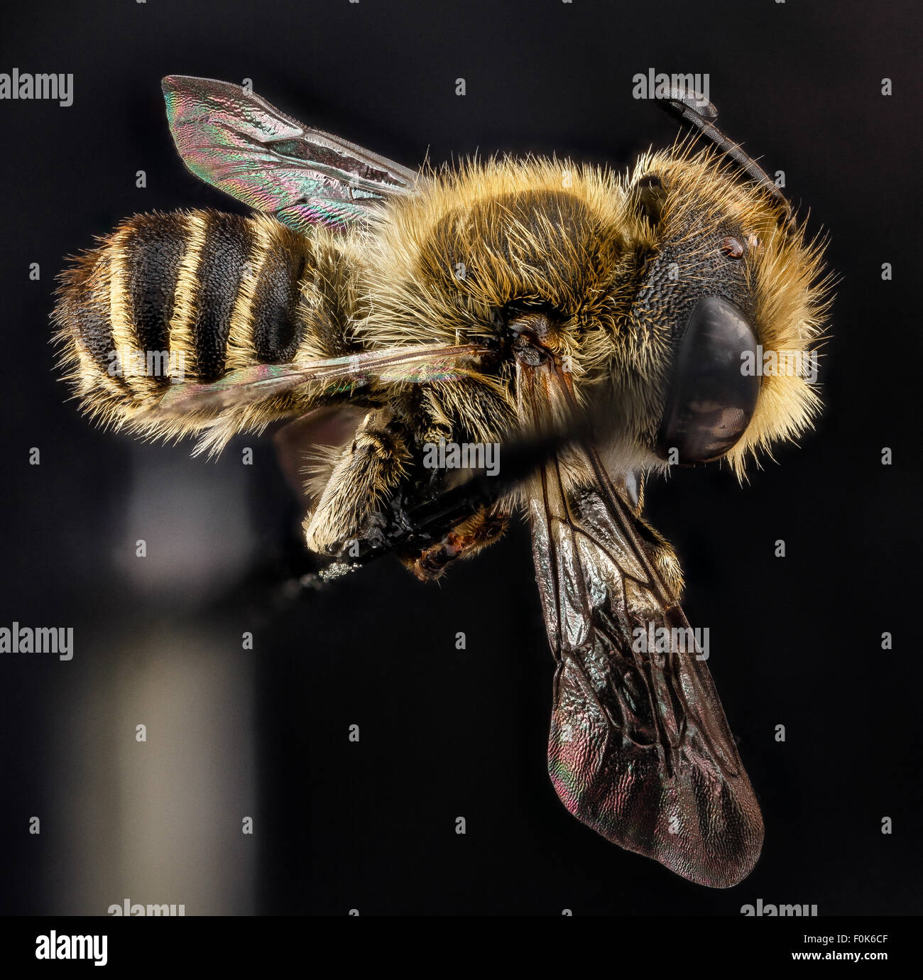 Megachile rotundata, a male leafcutter bee, photographed showing its ...