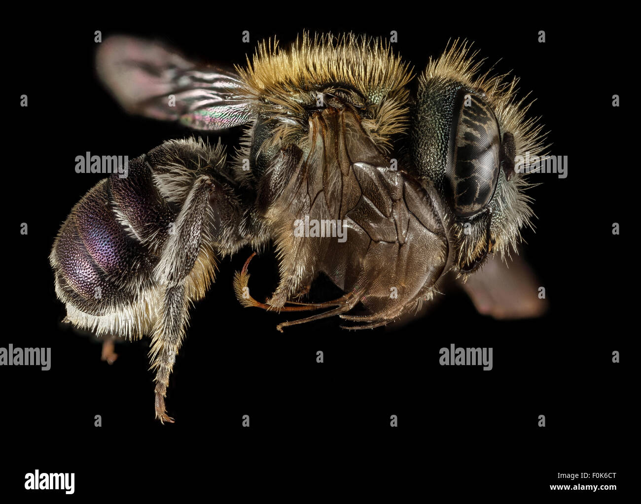This image captures Osmia versicolor, a colorful metallic bee from the ...