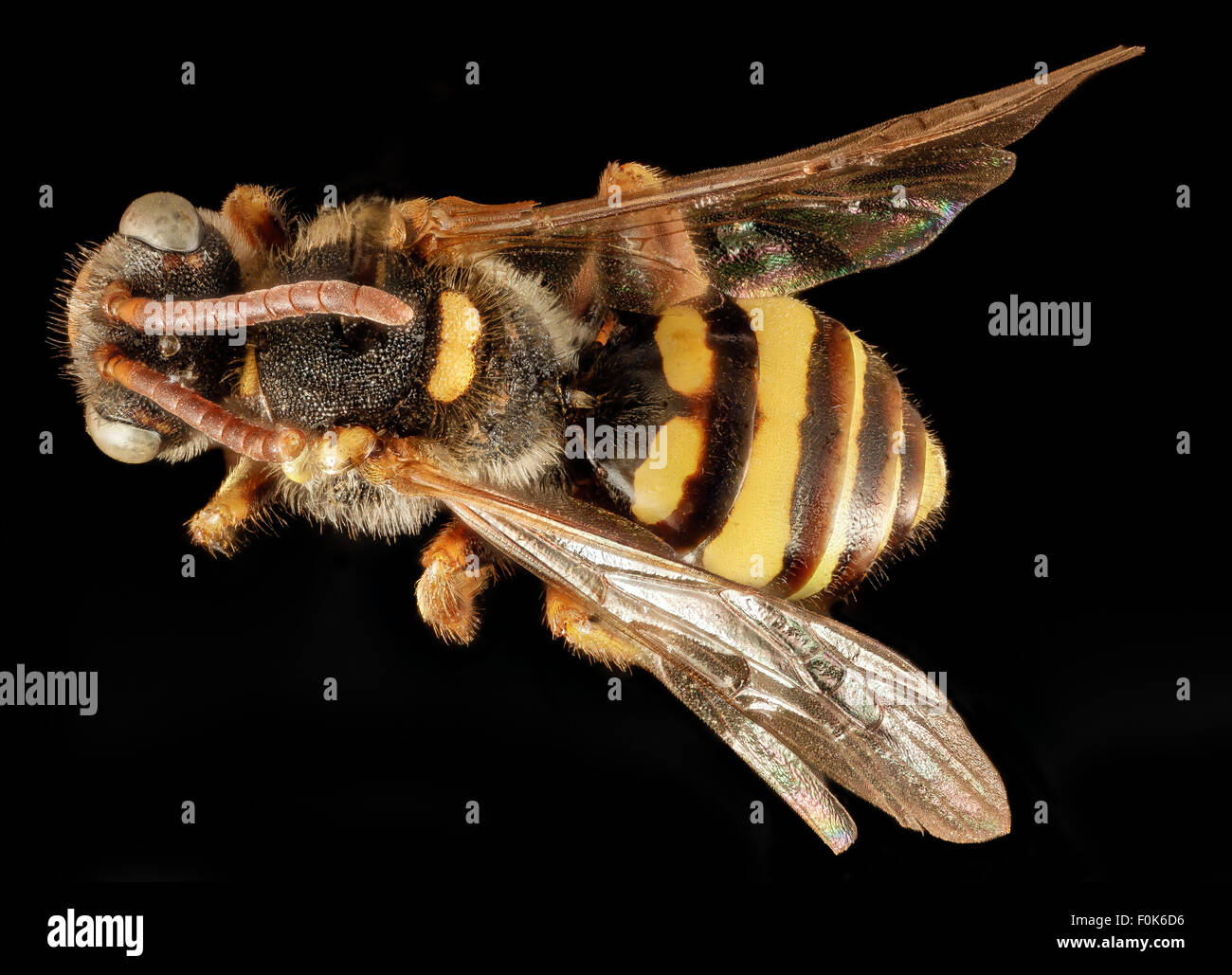 Mystery insect hi-res stock photography and images - Alamy