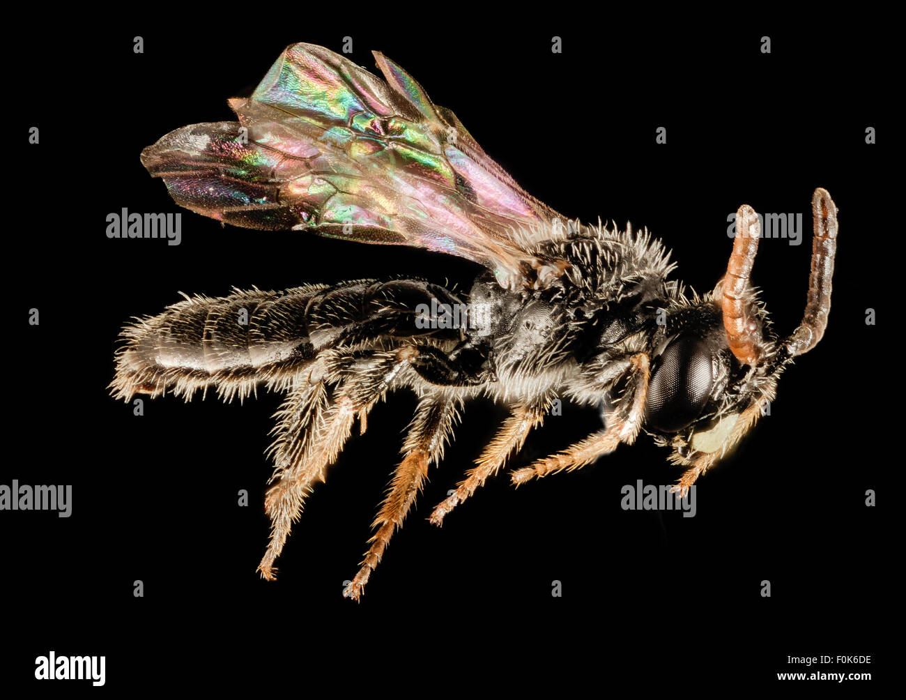 This image showcases a male Panurginus potentilla bee, photographed in ...
