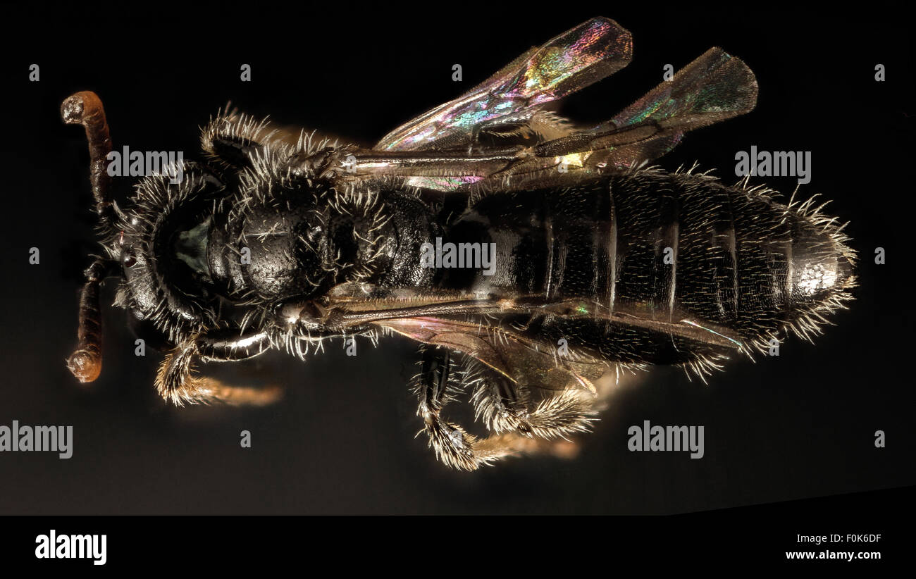 Panurginus potentilla, a species of bee, is photographed in Prince ...