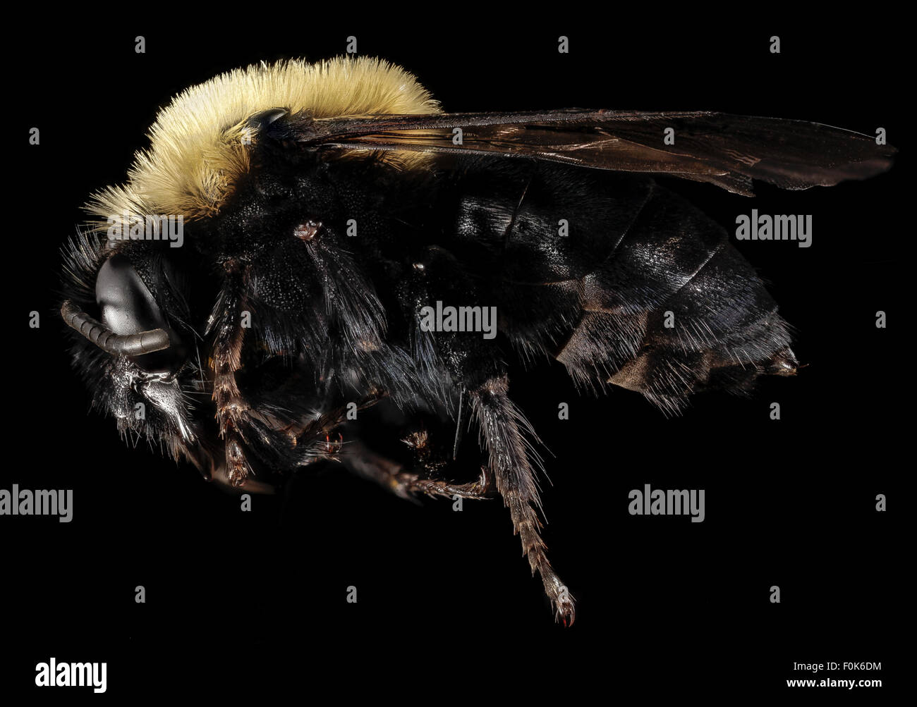 The first recorded sighting of the parasitic bee Melecta pacifica in ...