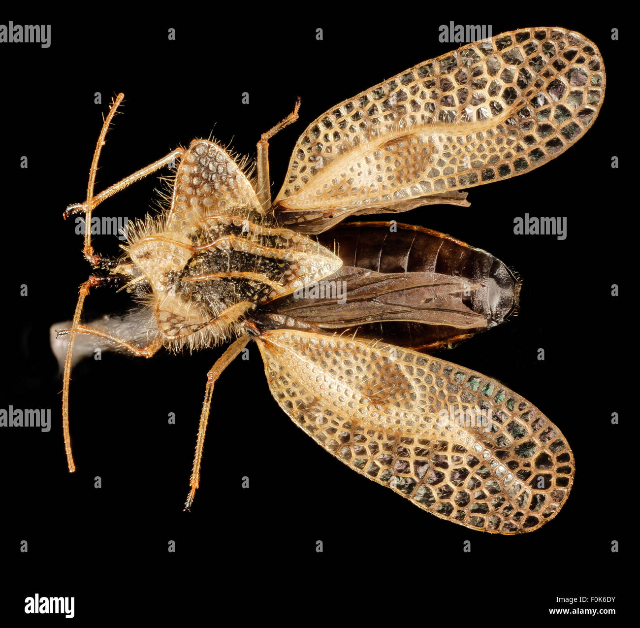 Gargaphia solani hi-res stock photography and images - Alamy