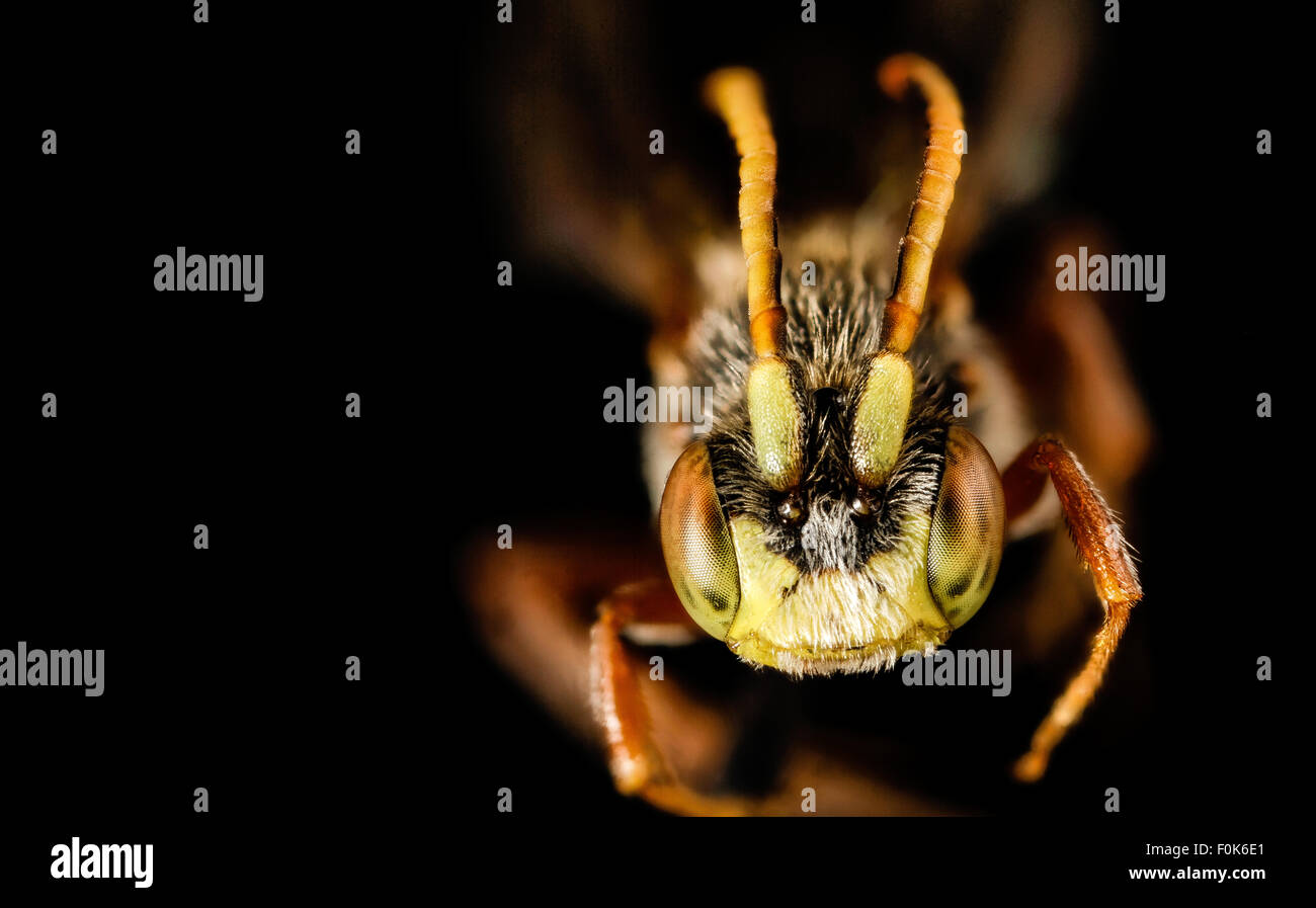 Binomial Nomada High Resolution Stock Photography and Images - Alamy