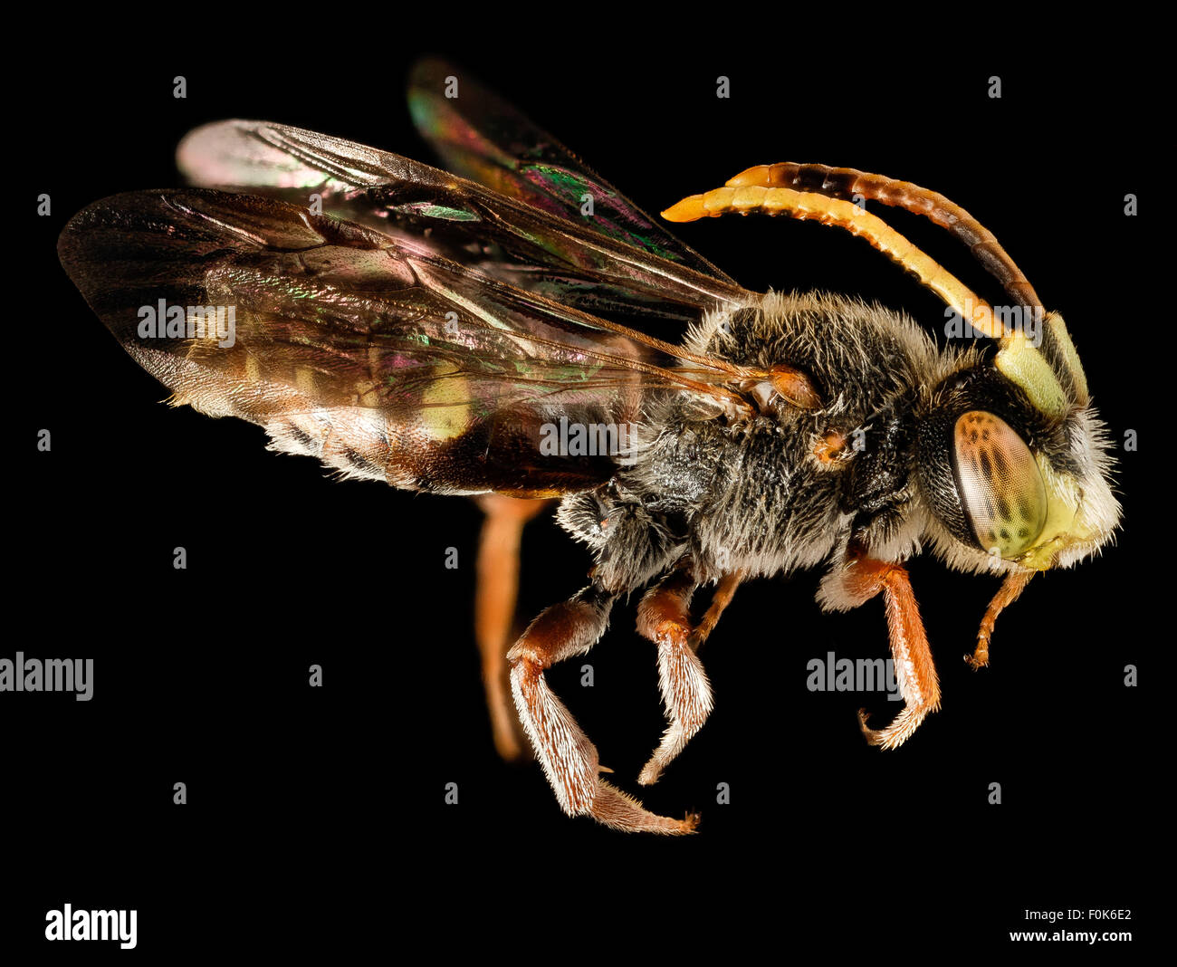 The male Nomada articulata, a cuckoo bee from Talbot County, Maryland ...