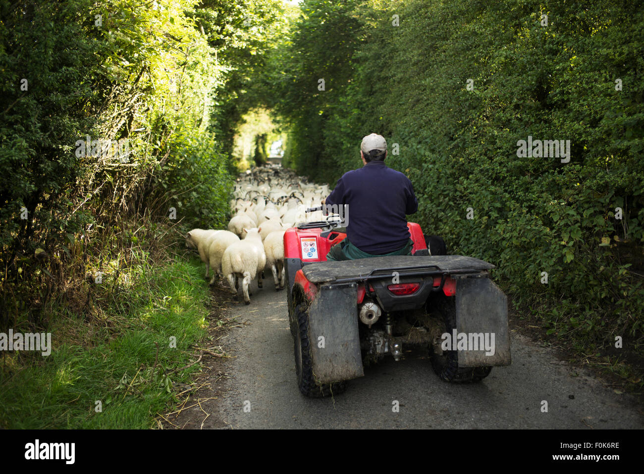 Modern sheep herding hi-res stock photography and images - Alamy