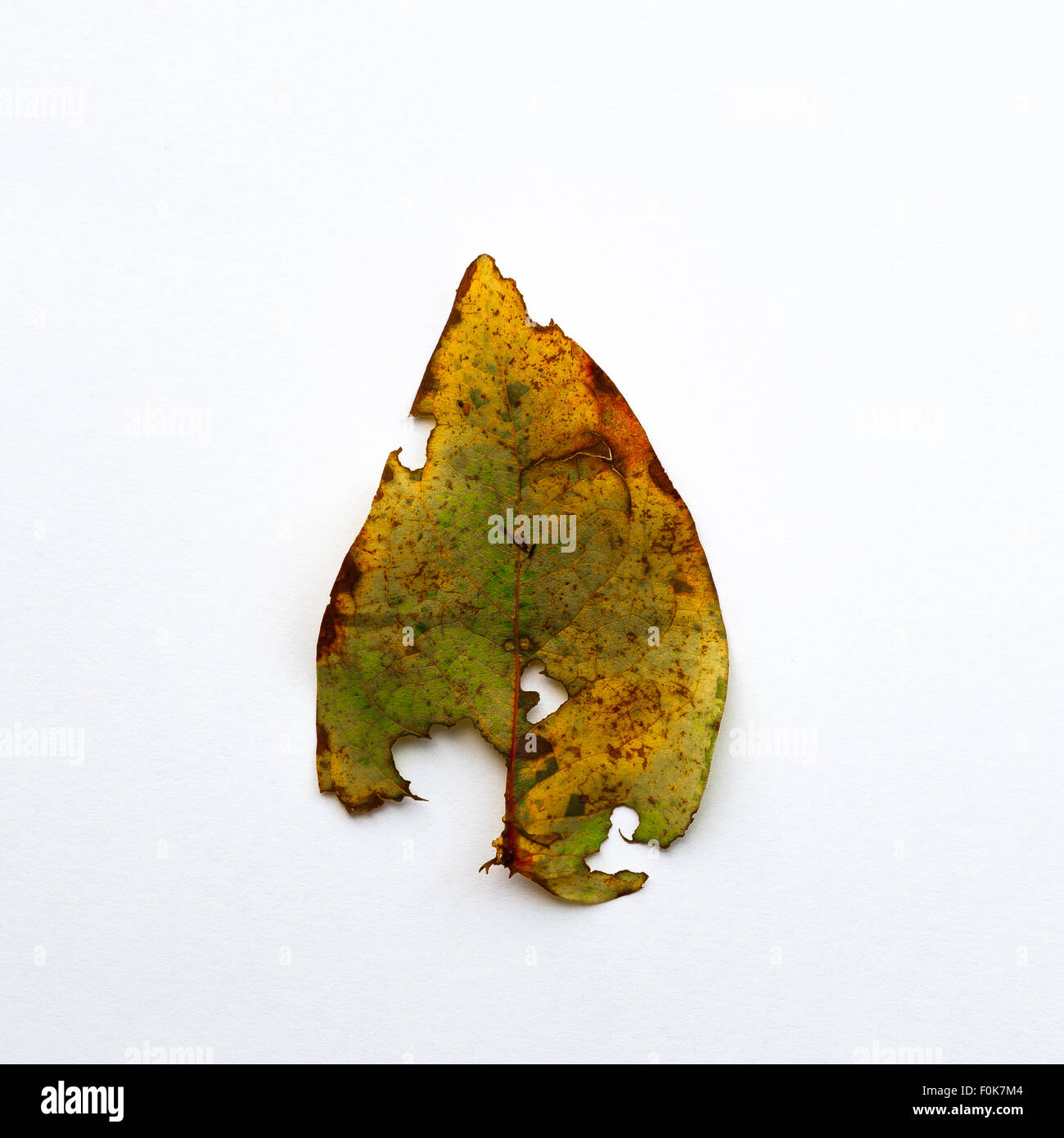 A chewed leaf on a white background Stock Photo - Alamy