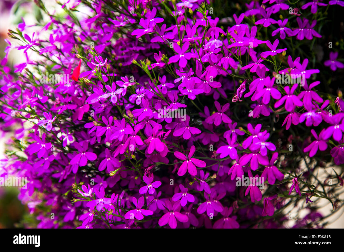 Hanging Basket Lobelia Stock Photos & Hanging Basket Lobelia Stock ...