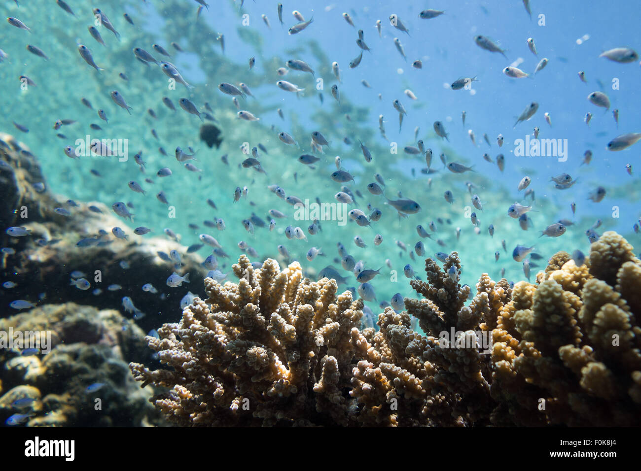 Small school of fish underwater hi-res stock photography and images - Alamy