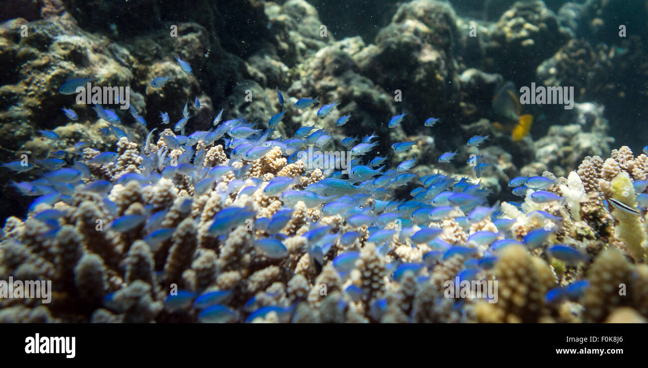 Small school of fish underwater hi-res stock photography and images - Alamy