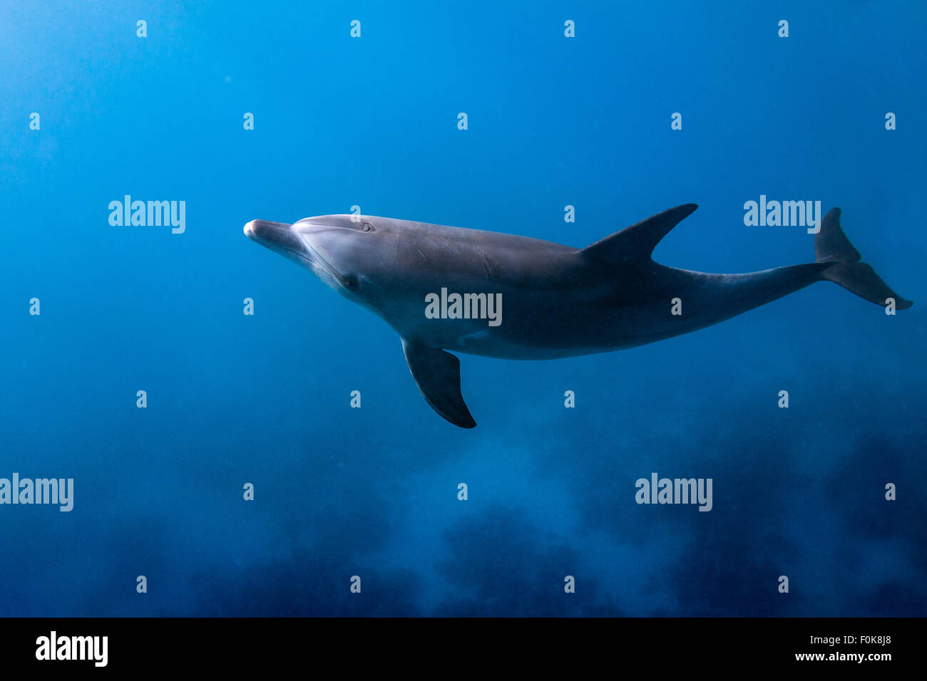 Dolphin Looking Up Stock Photo - Alamy