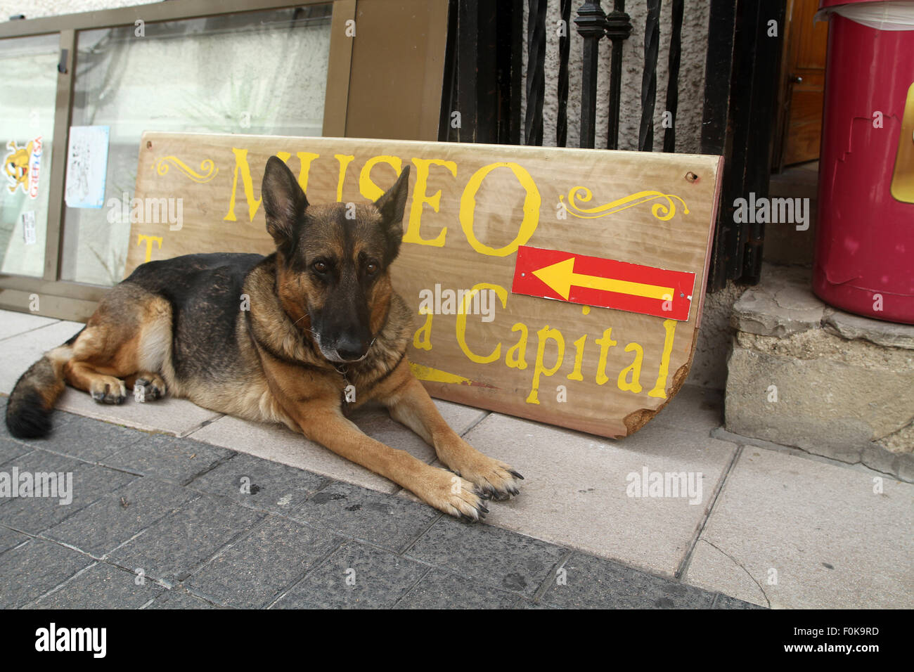 Relaxed German Shepherd with arrow sign pointing towards him (credit ...