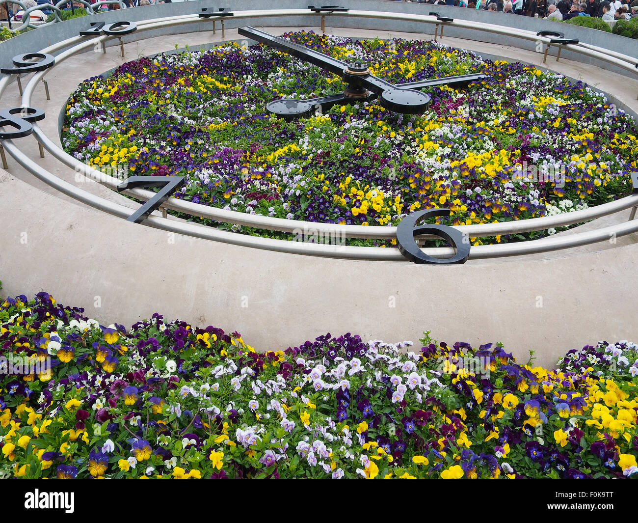 Floral display of a clock with multicolour pansies, on the promenade at ...