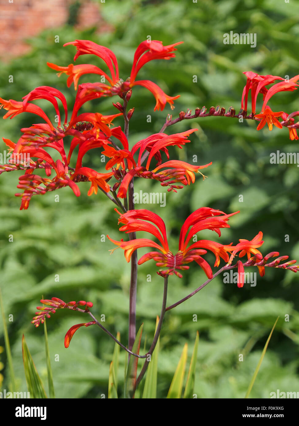 Crocosmia lucifer hi-res stock photography and images - Alamy