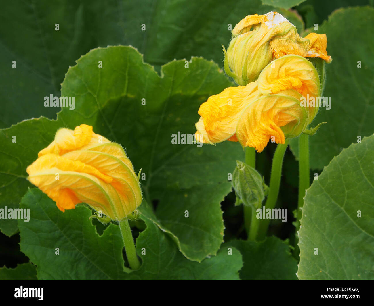 Melon plants growing in a field Stock Photo - Alamy