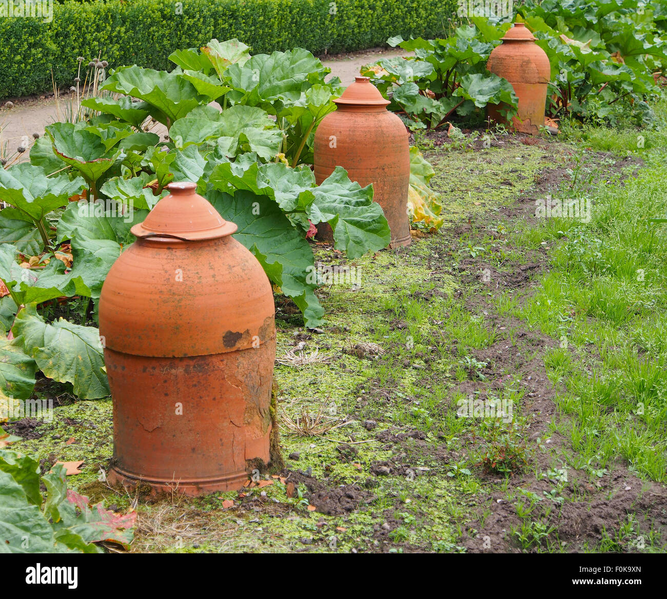 Terracotta rhubarb forcer in a rhubarb patch. This allows the rhubarb ...