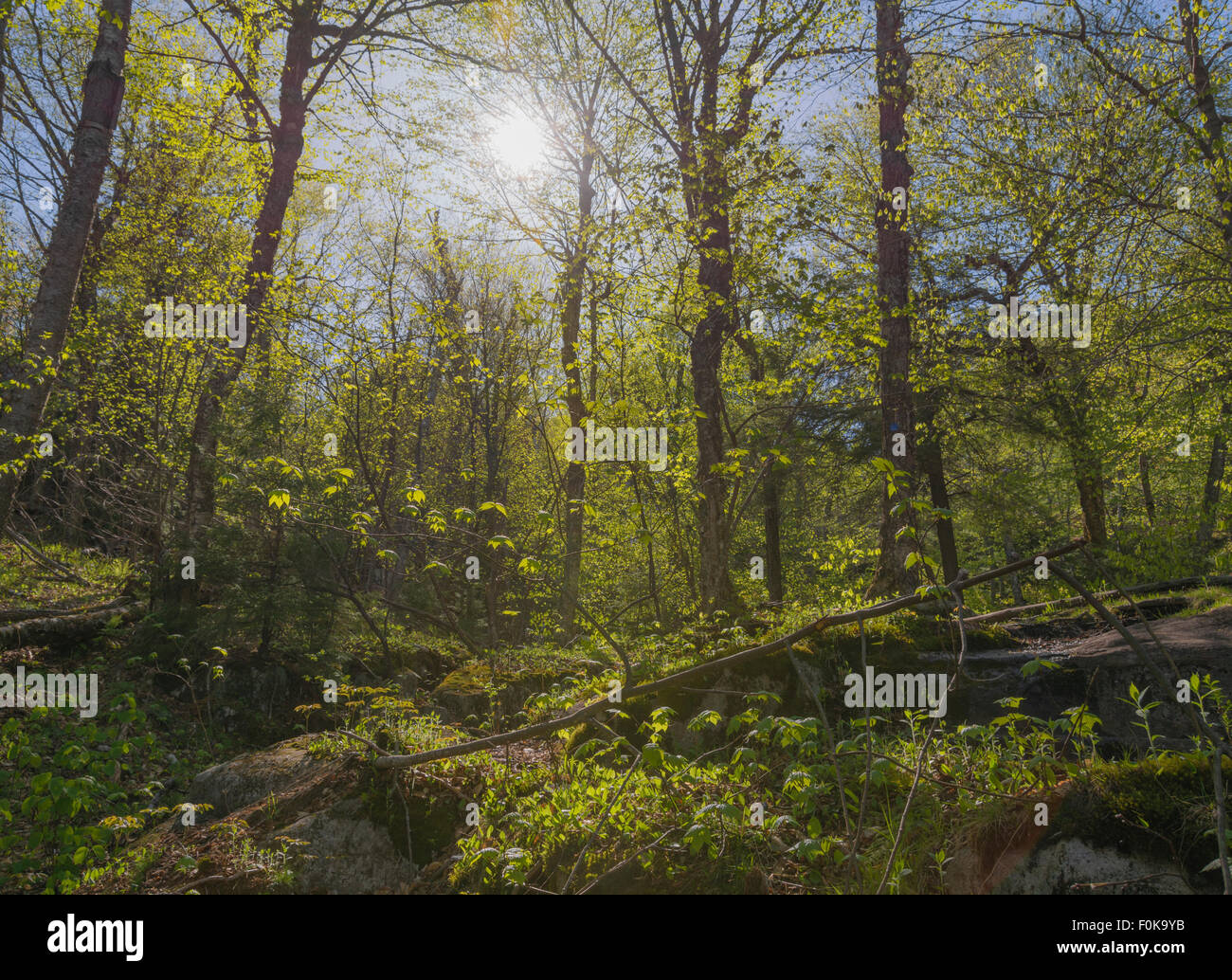 Sunlit spring leaves glowing in the forest Stock Photo - Alamy