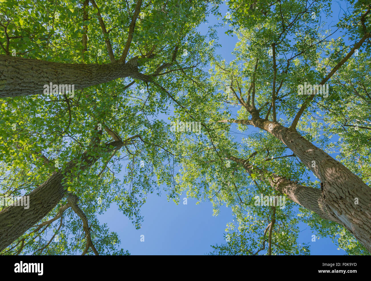 Tall standing trees hi-res stock photography and images - Alamy