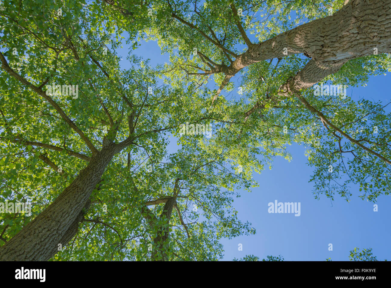 Standing under tall shady trees on a clear sunny day Stock Photo - Alamy