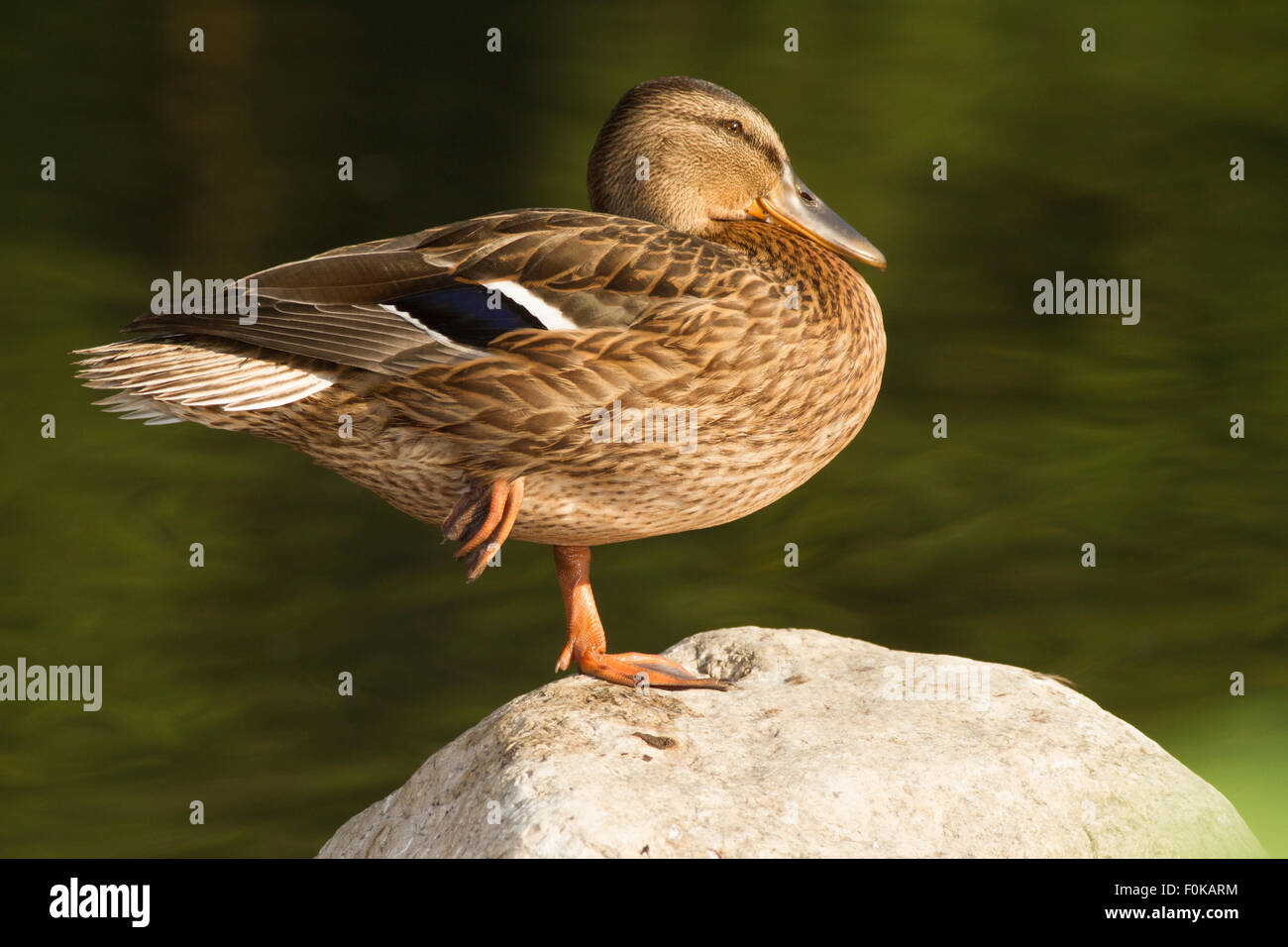 Sense of balance Stock Photo - Alamy
