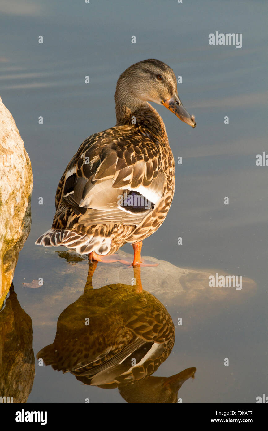 Duck on a blue background Stock Photo - Alamy
