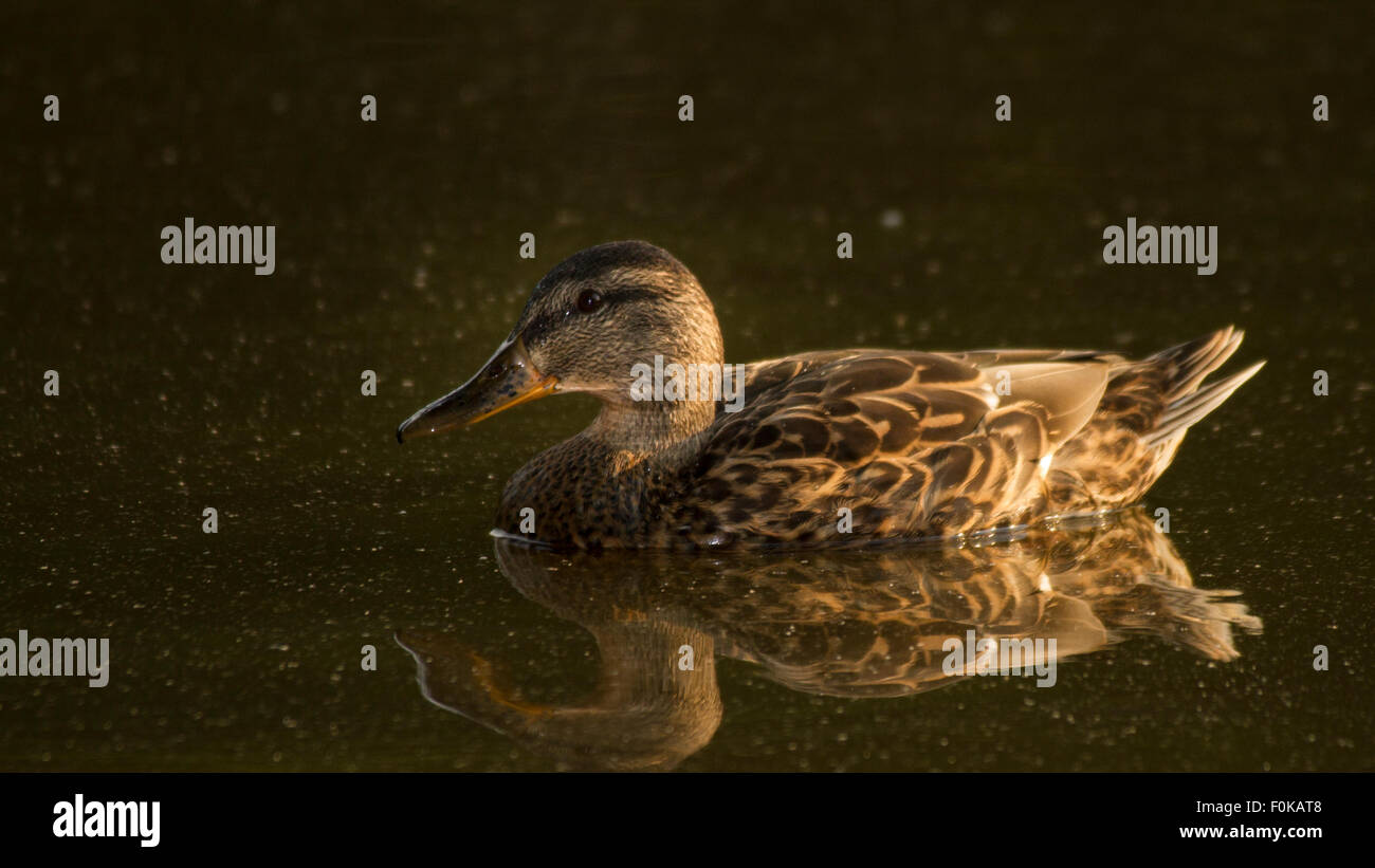 Duck in a beautiful morning light Stock Photo - Alamy