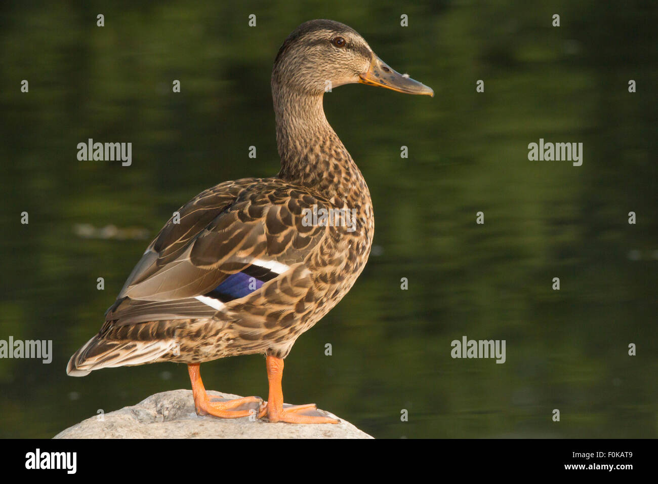 Profile sideview hi-res stock photography and images - Alamy