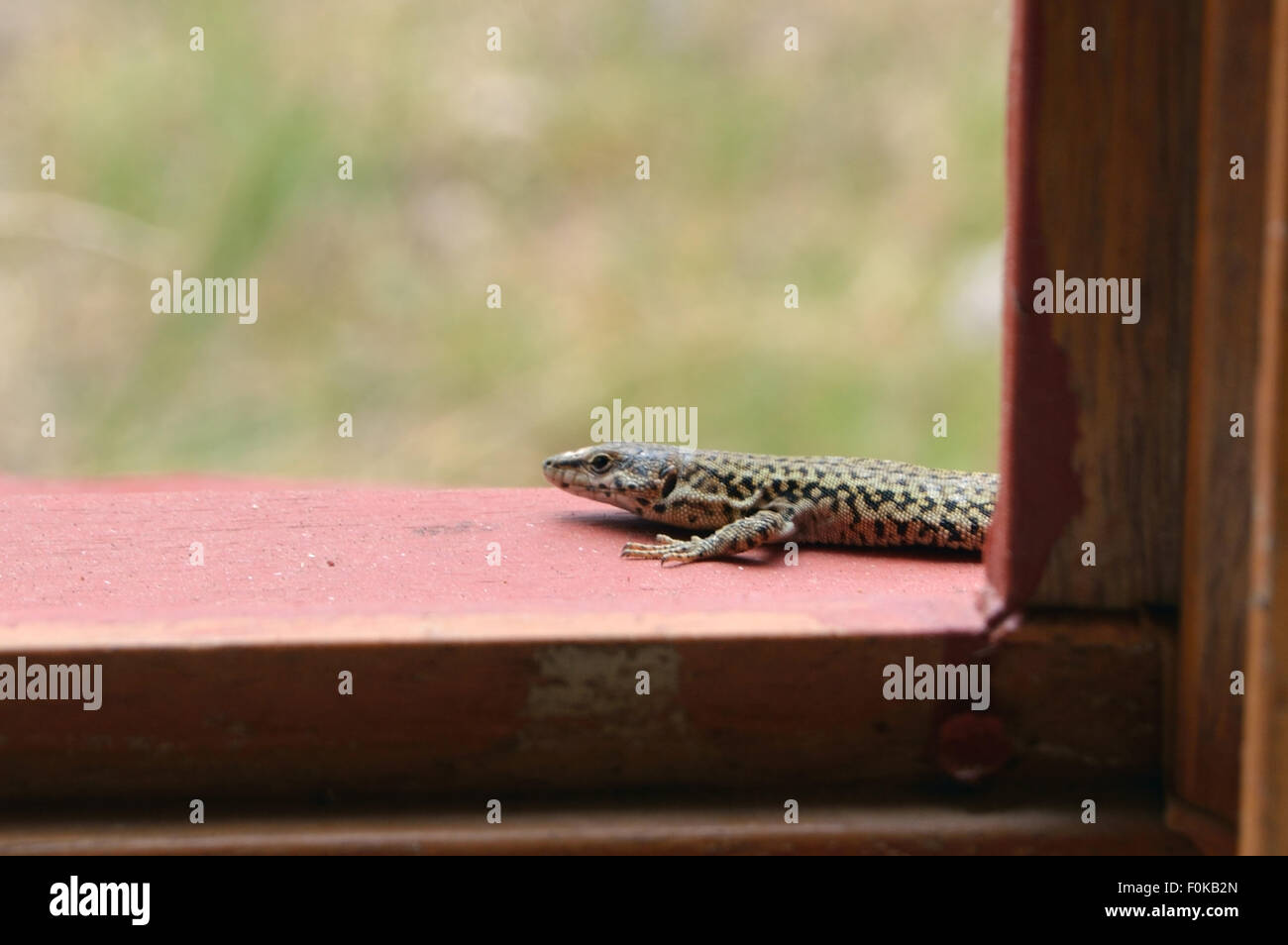 lizard on windowsill Stock Photo - Alamy