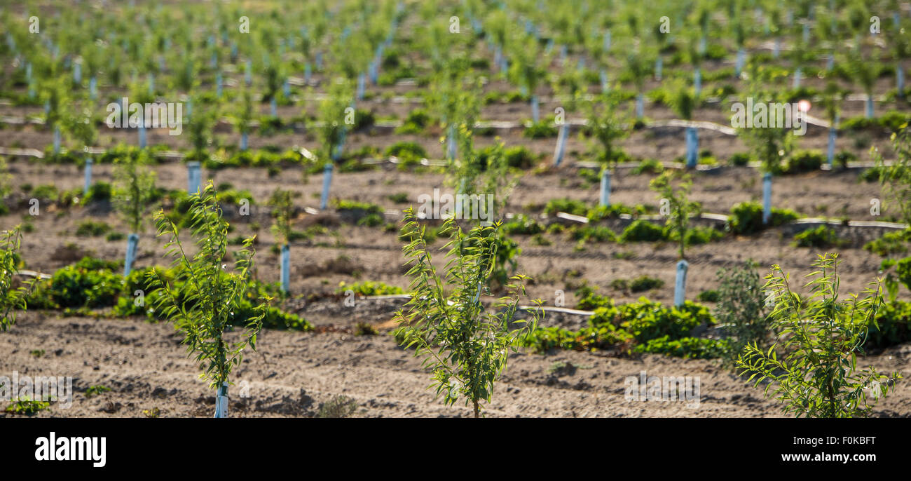 Young almond saplings grow in the Mota Ranch almond orchard nursery ...