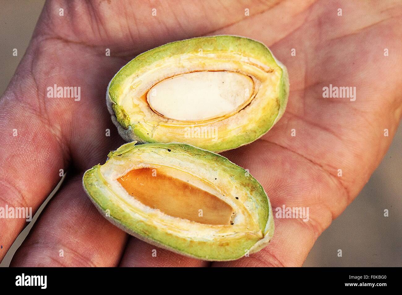 Farmer Jesse Mota holds an almond in his hand grown in the Mota Ranch ...