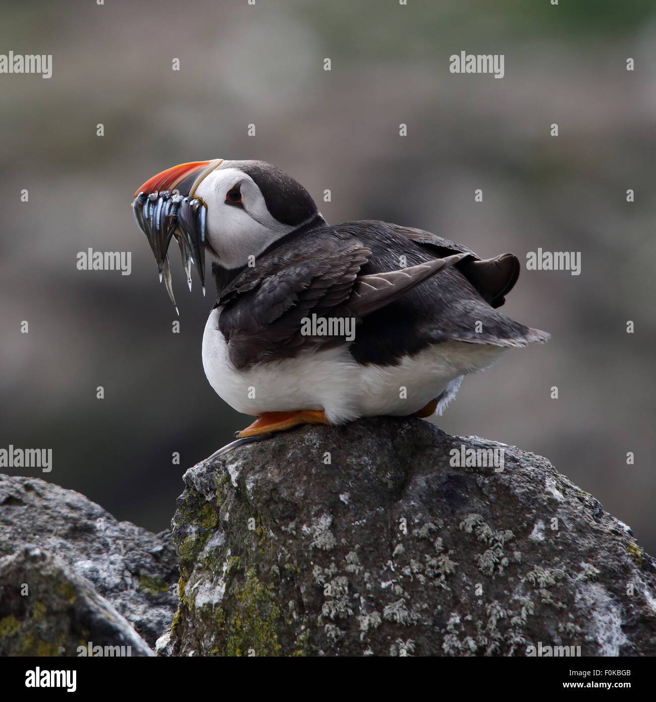 A beautiful Atlantic Puffin, also known as Auk or simply as Puffin or ...