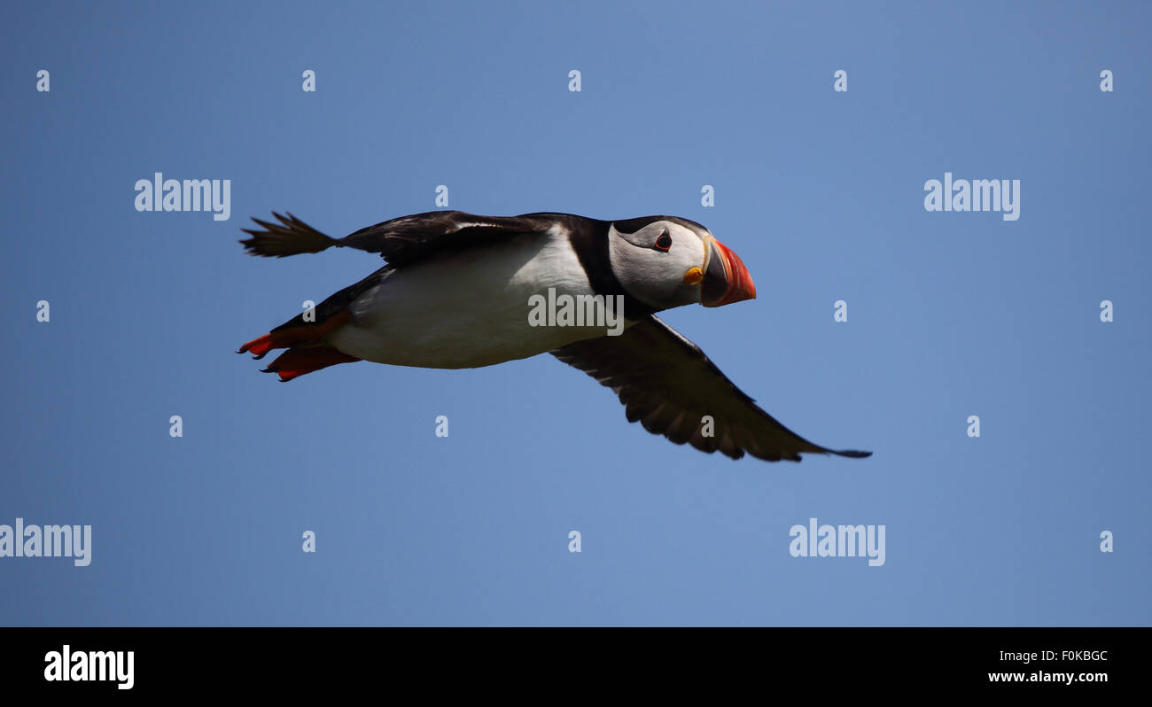 A beautiful Atlantic Puffin, also known as Auk or simply as Puffin or ...