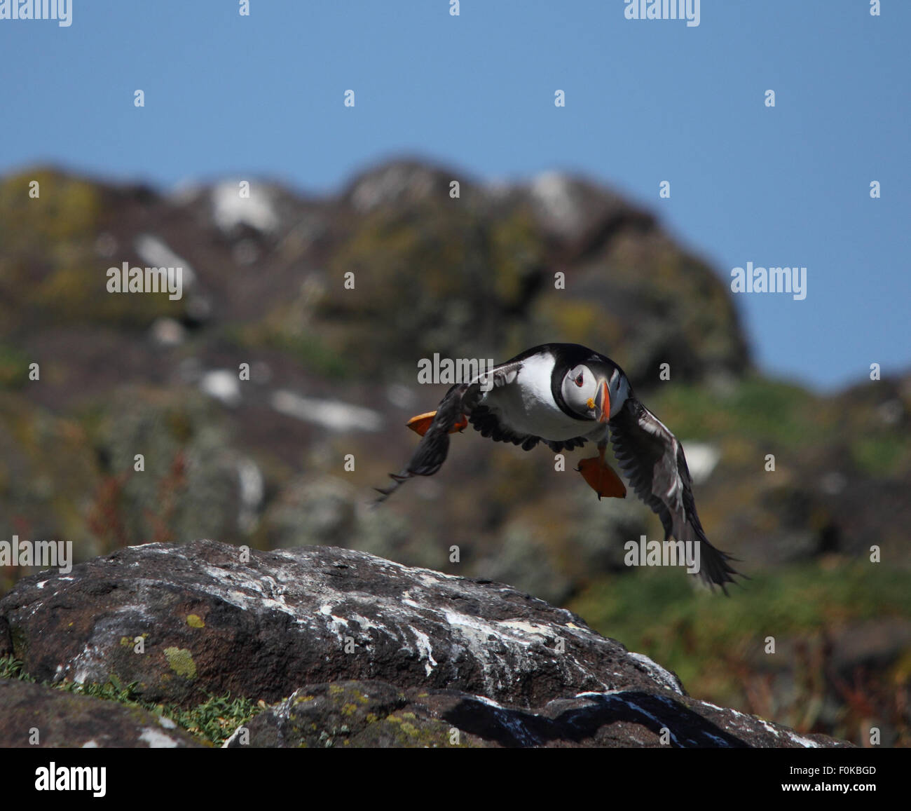 A beautiful Atlantic Puffin, also known as Auk or simply as Puffin or ...