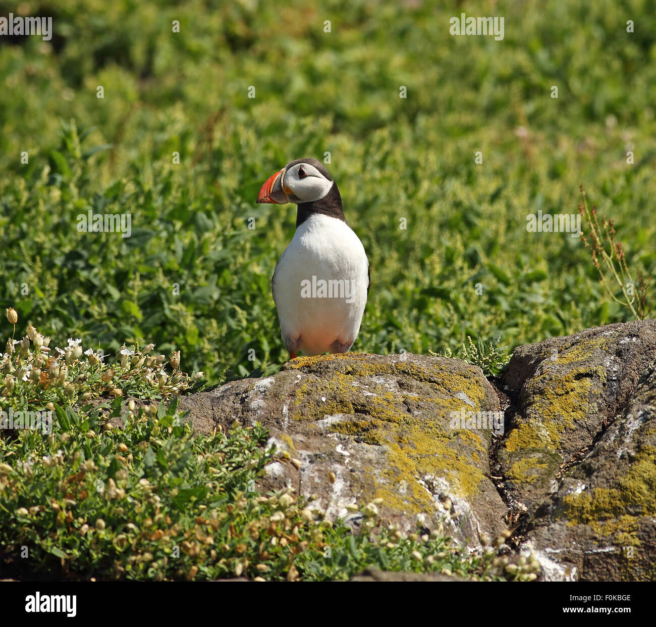 A beautiful Atlantic Puffin, also known as Auk or simply as Puffin or ...